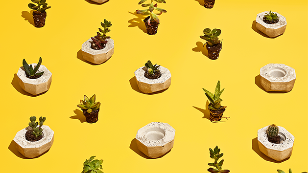 Cactus Pots | Make.Mayku